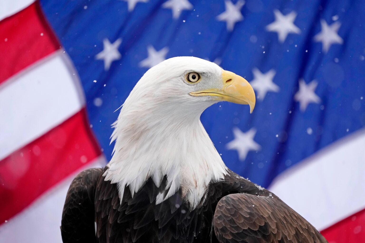 Biden signs bill officially making bald eagle America's national bird ...